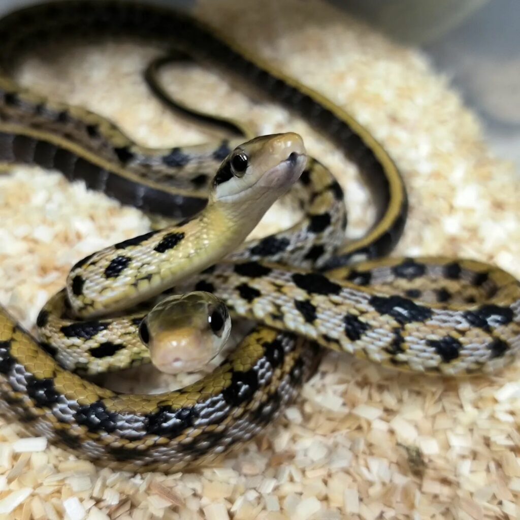 Couleuvre – Reptile Passion