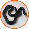 Reptile Passion – Lyon