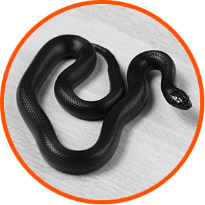 Reptile Passion – Lyon