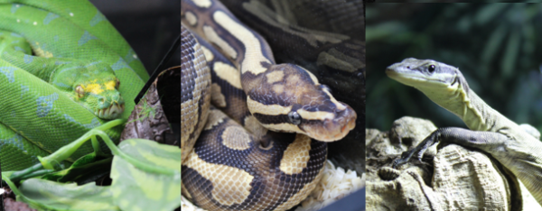 Reptile Passion – Lyon