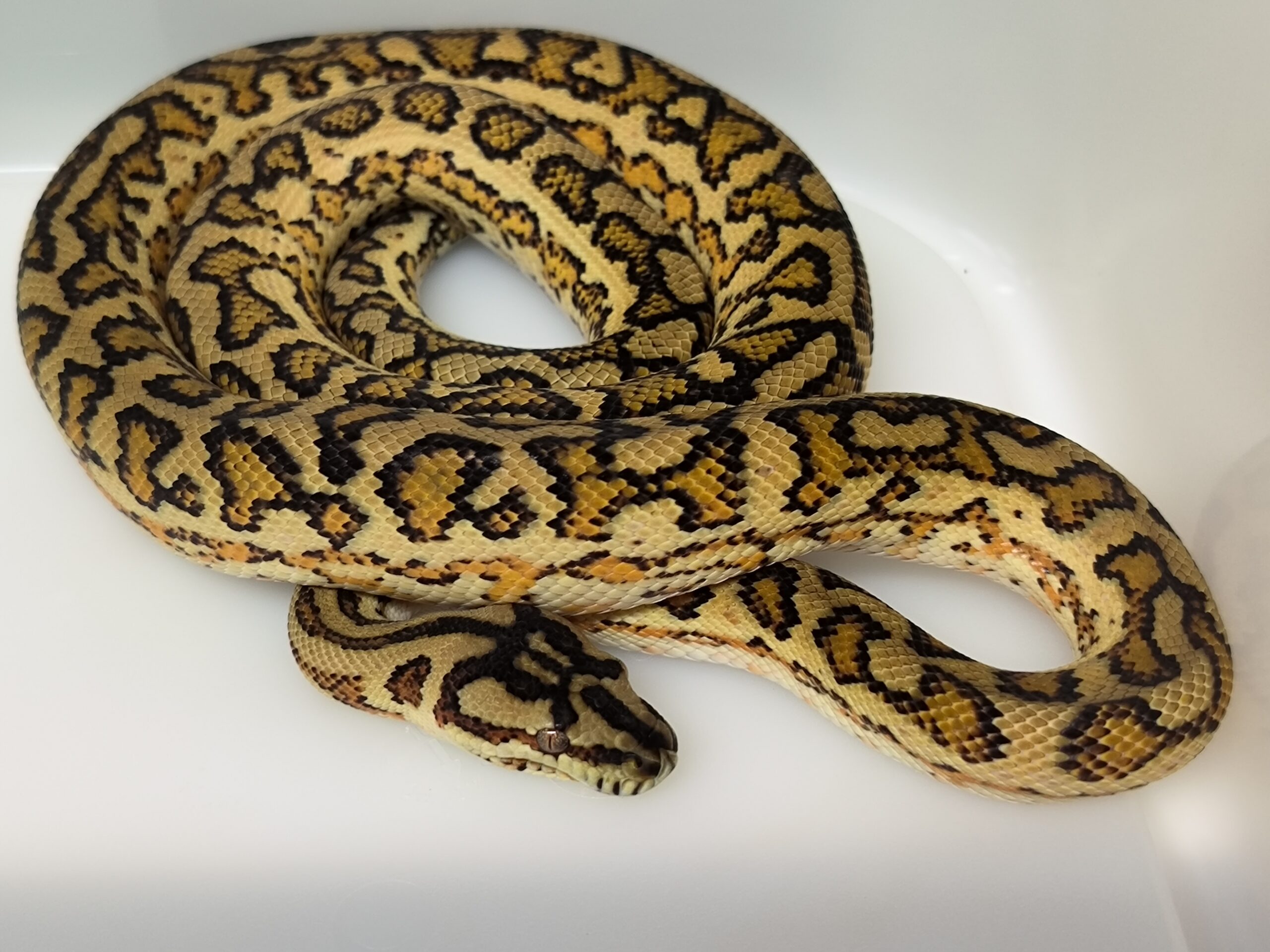 Carpondro caramel het albinos mâle /1500.00 € – Reptile Passion